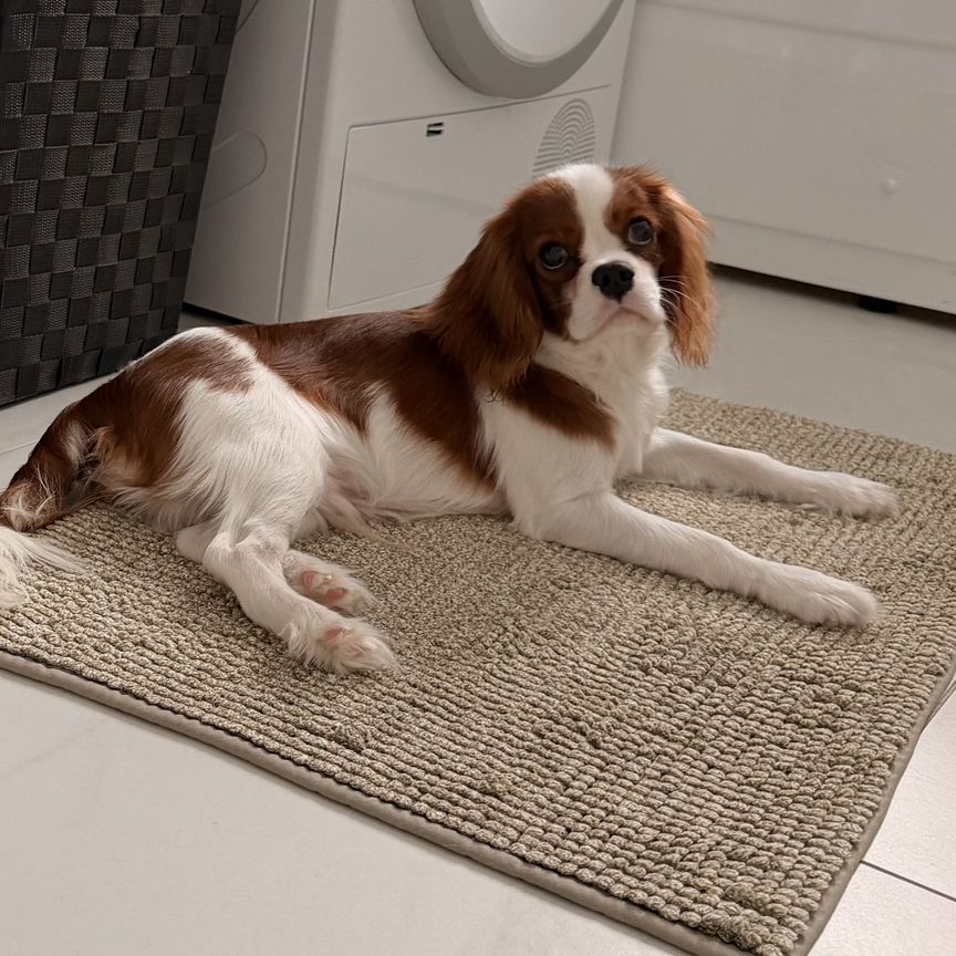 Кавалер кинг-чарльз-спаниель, щенок