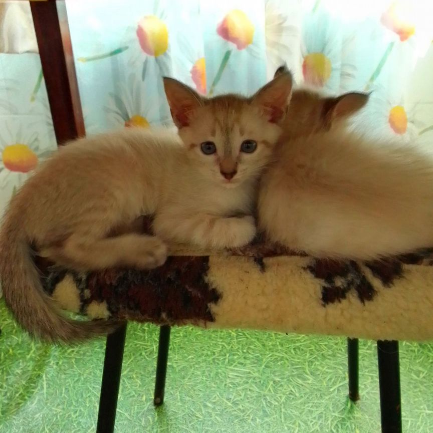 Котята Невская маскарадная