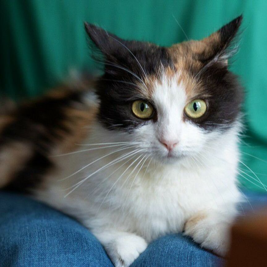 Длинношерстная трехцветная Дина ищет семью