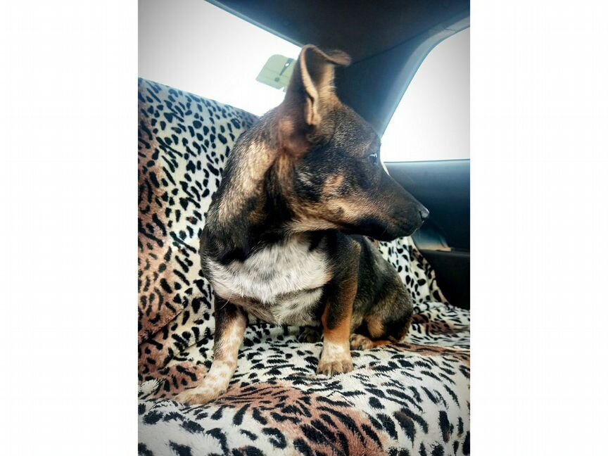 Собака маленькая стерилизована