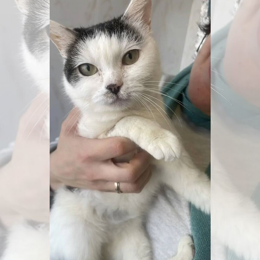 Взрослая, кошка в добрые руки