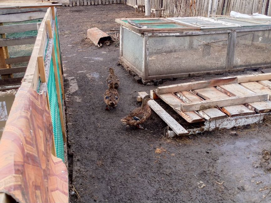 Утка подсадная криковая