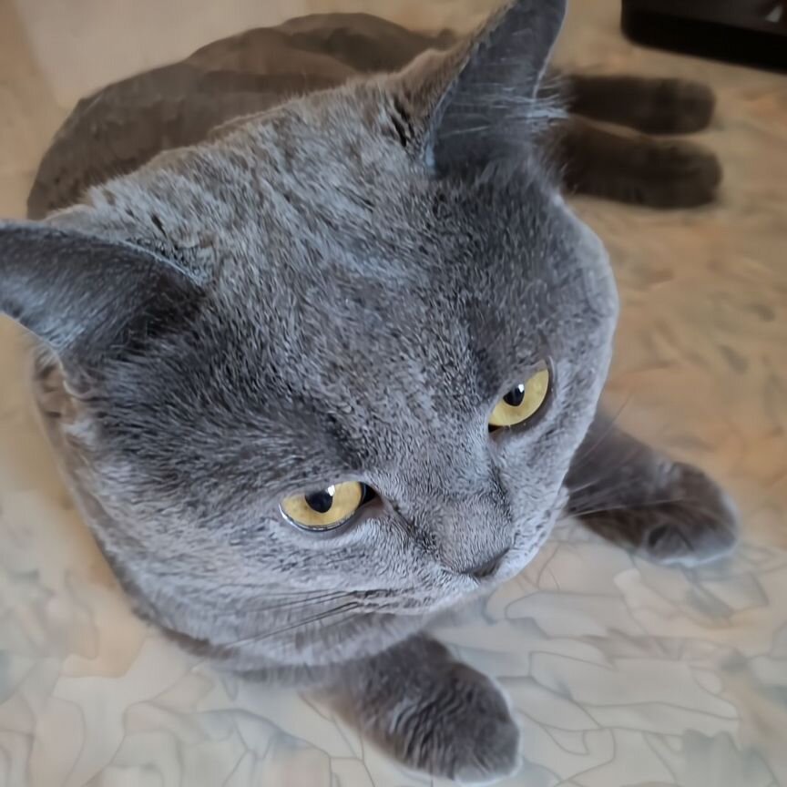 Британский короткошёрстный, взрослый кот