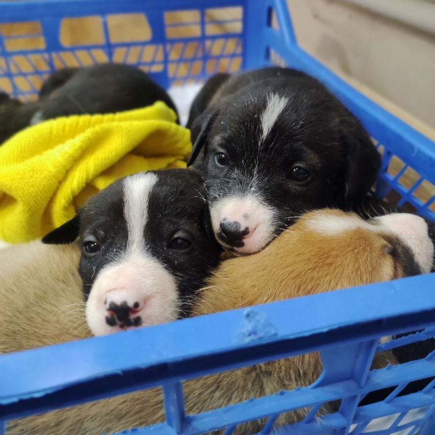 Щенки