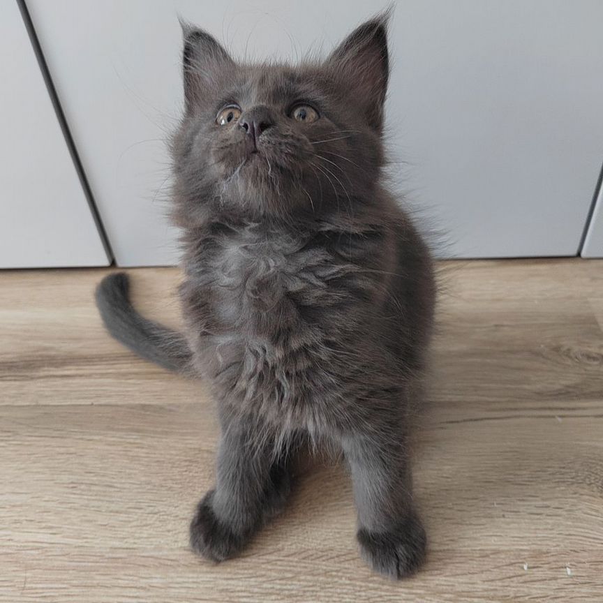 Мейн-кун котёнок