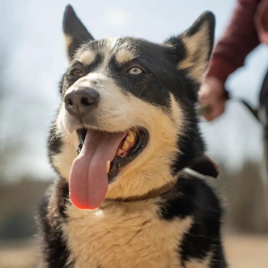 Сибирский хаски, взрослый пёс