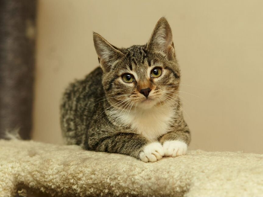 Котенок Мокка 5 месяцев