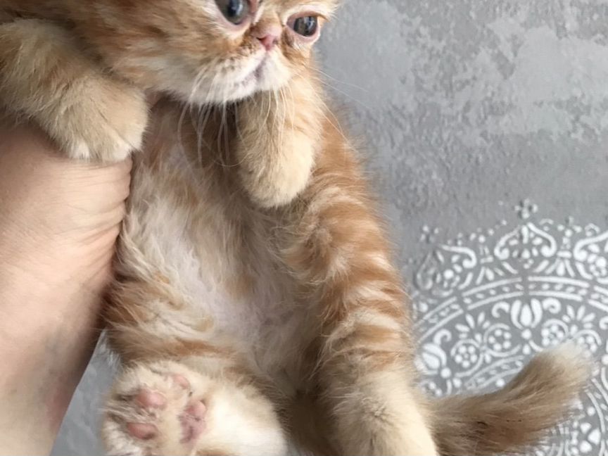 Шикарный экзотический котик