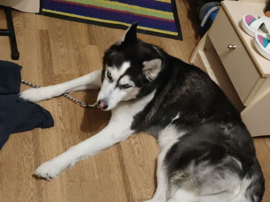 Сибирский хаски в добрые руки