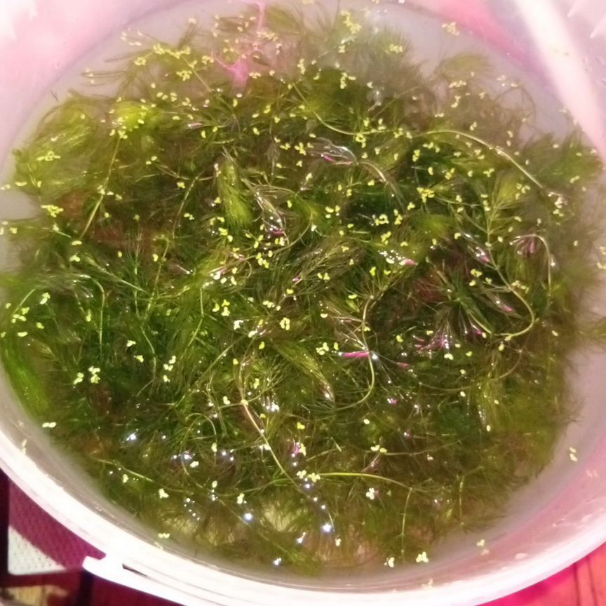 Растения для аквариума прополка