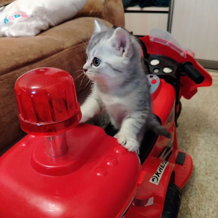 Шотландский прямоухий короткошёрстный котёнок
