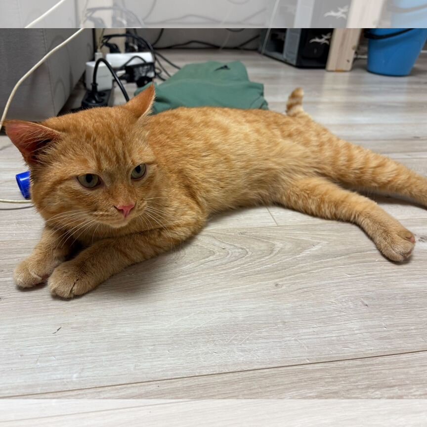 Взрослая кошка в добрые руки