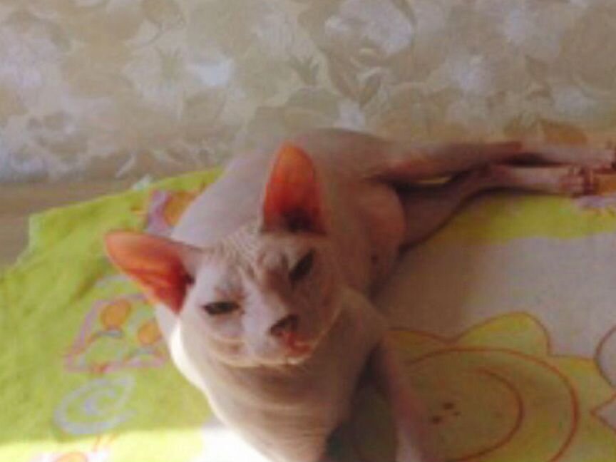 Донской сфинкс с родословной WCF