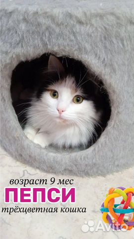 Кошечка, котенок 9 мес