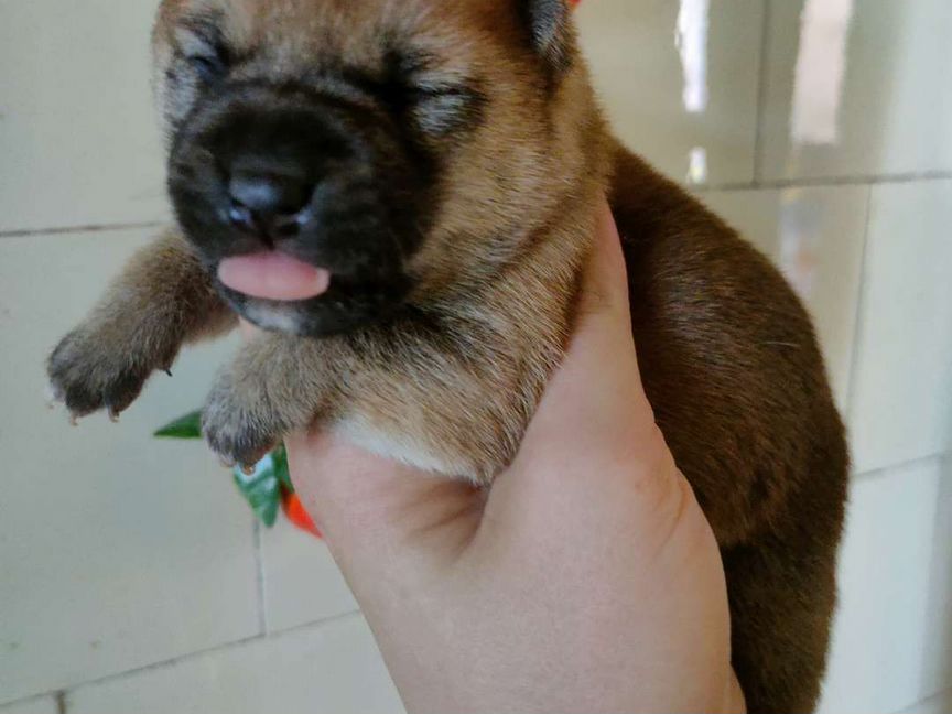 Сиба ину Девочки