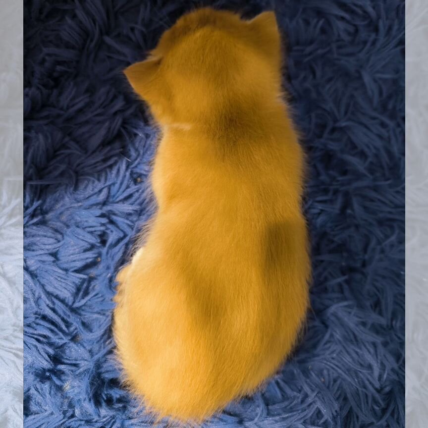 Сибирский котёнок