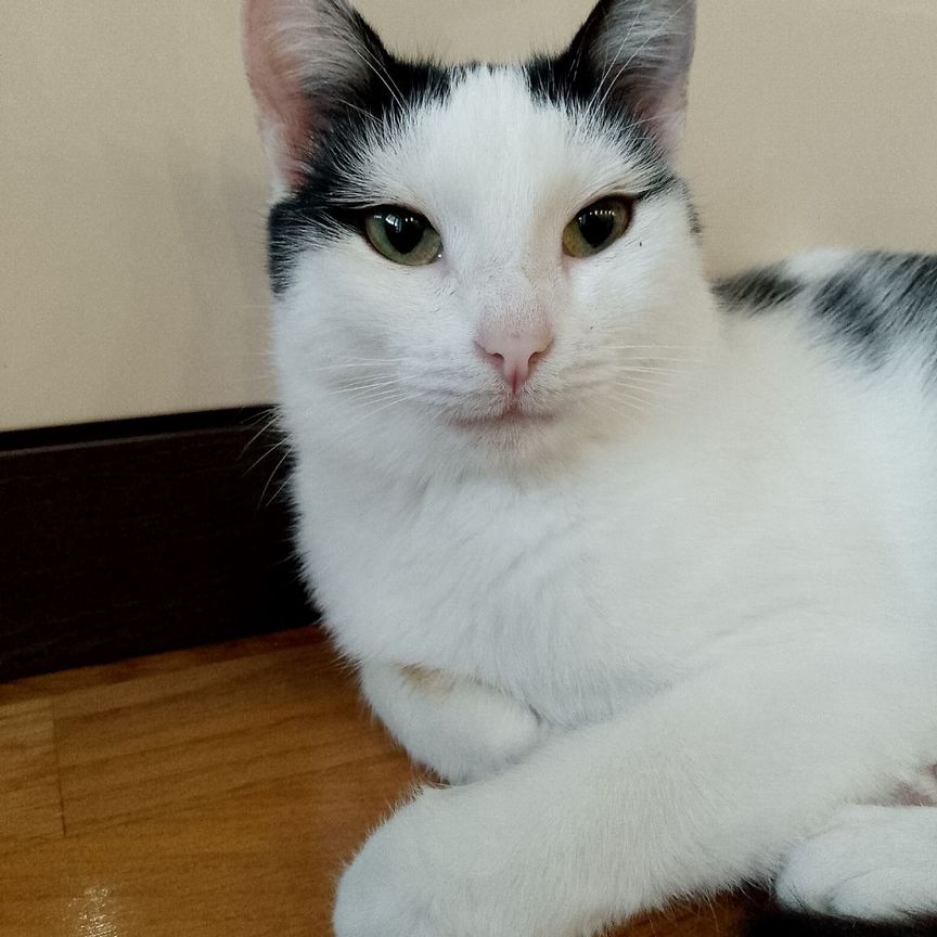 Красивая стройная кошечка