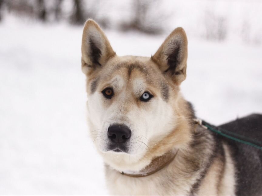 Собака в добрые руки отдам бесплатно
