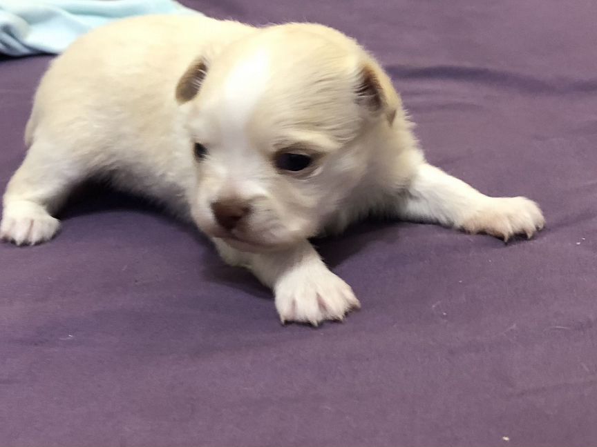 Щенки чихуахуа мини