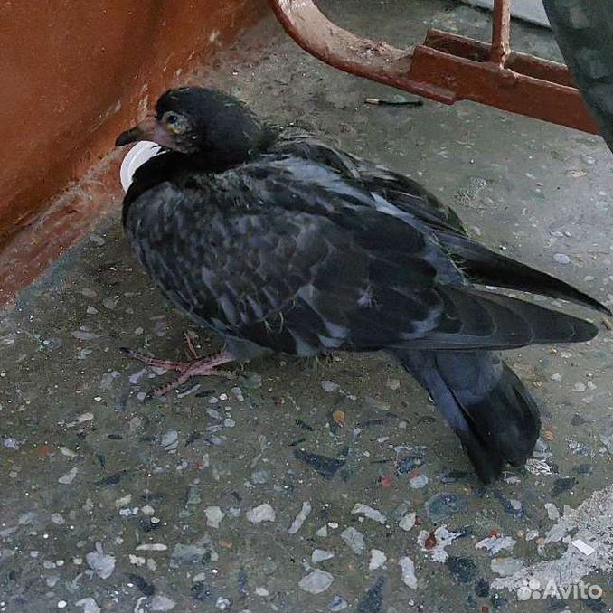 Голубь птенец