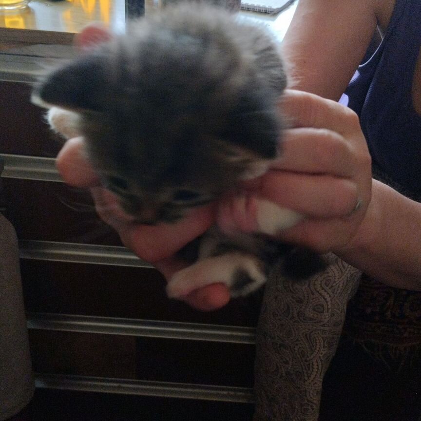 Отдам кота в добрые руки