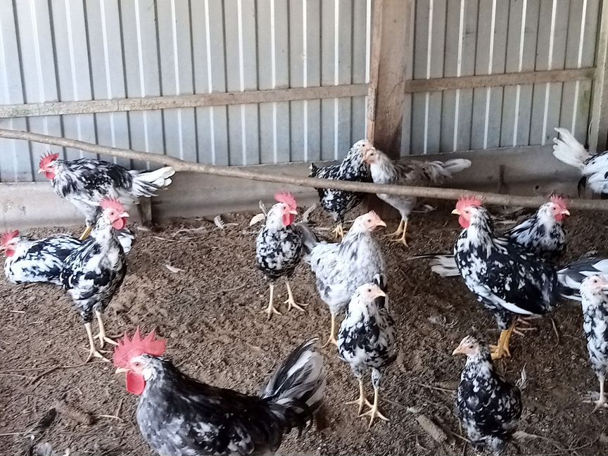 Инкубационное яйцо несушек Леггорн далматинец
