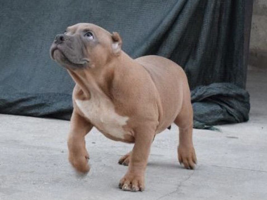 Американский булли xl