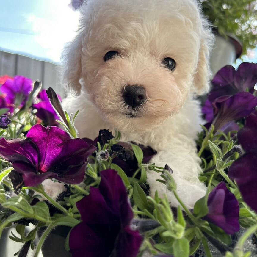 Щенки бишон фризе