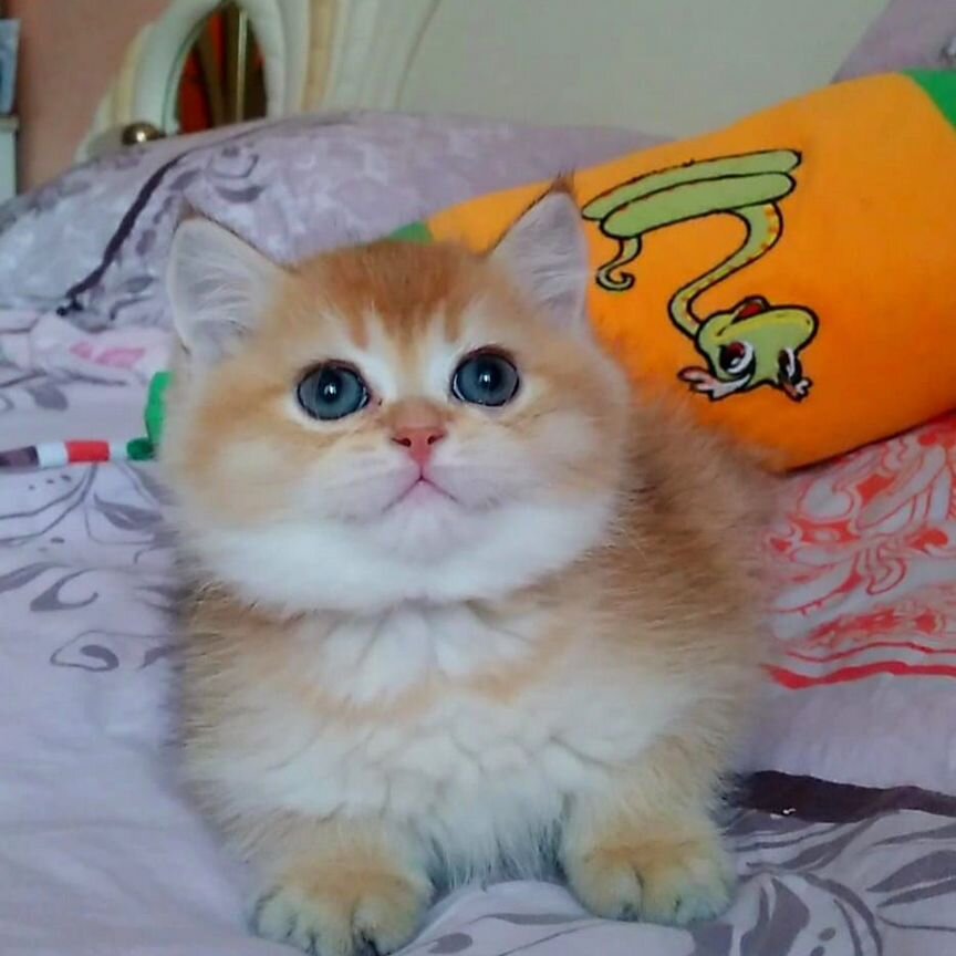 Шотландские котята