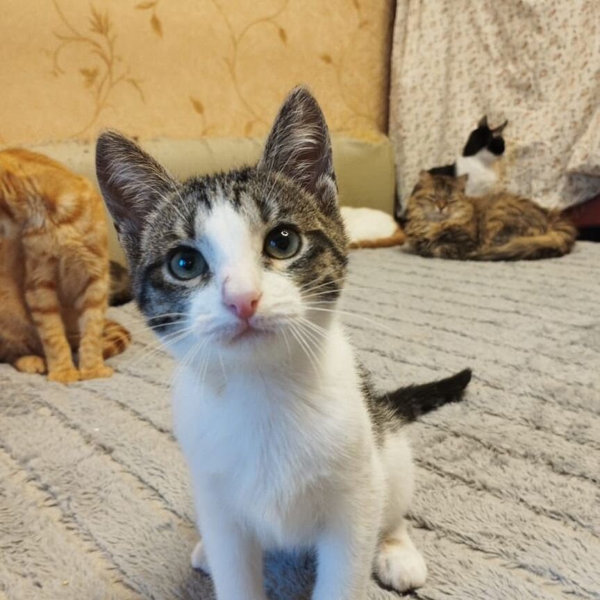 Котята в дар