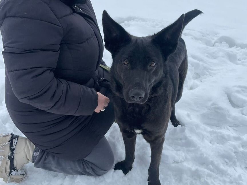 Активный молодой Лео вынужен жить в заточении