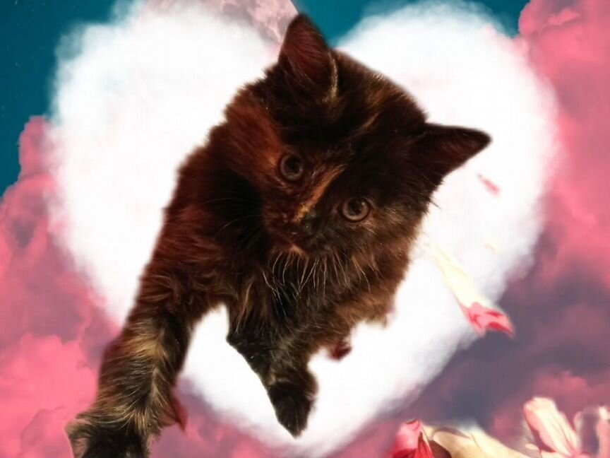 Кошечка в добрые руки