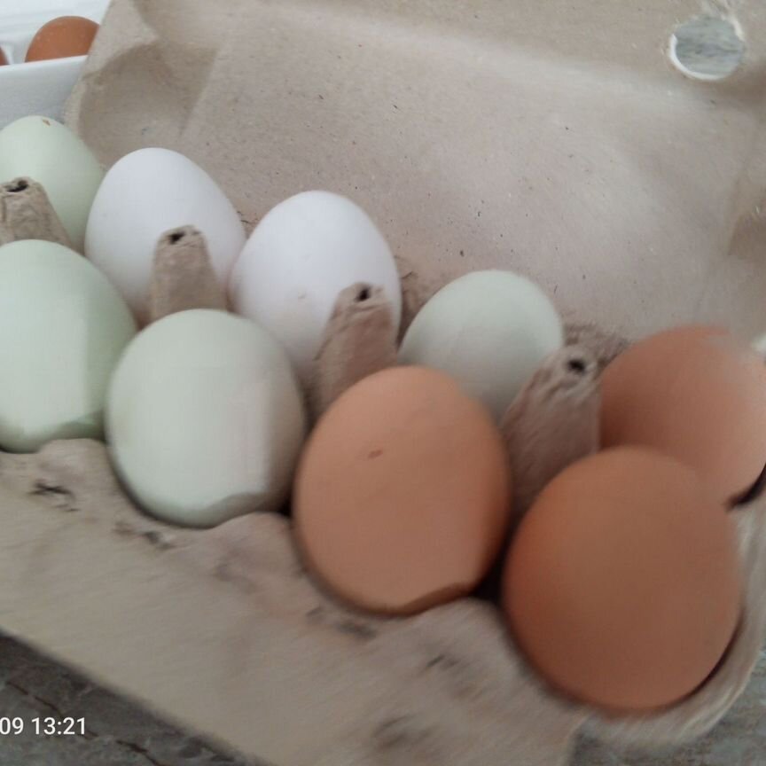 Домашние большие куриные яйца