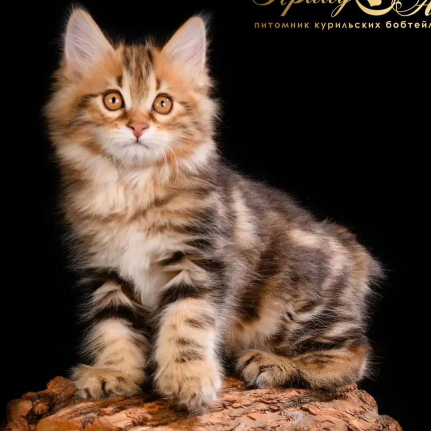 Курильский бобтейл длинношёрстный котёнок