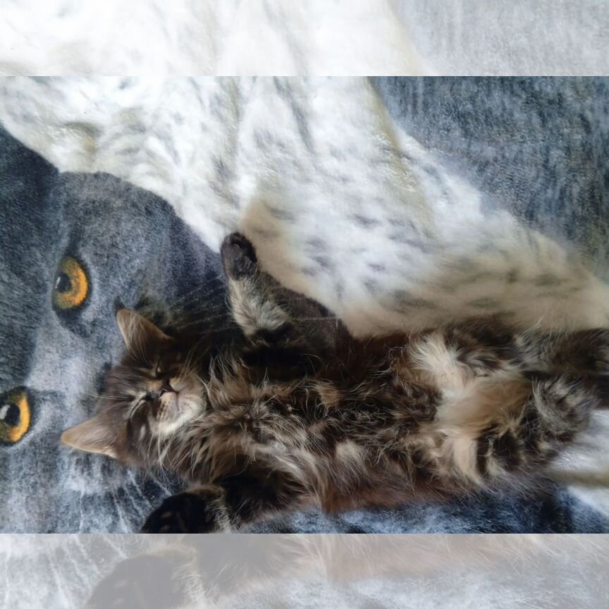 Мейн-кун котёнок