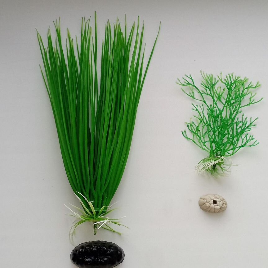 Продам водоросли