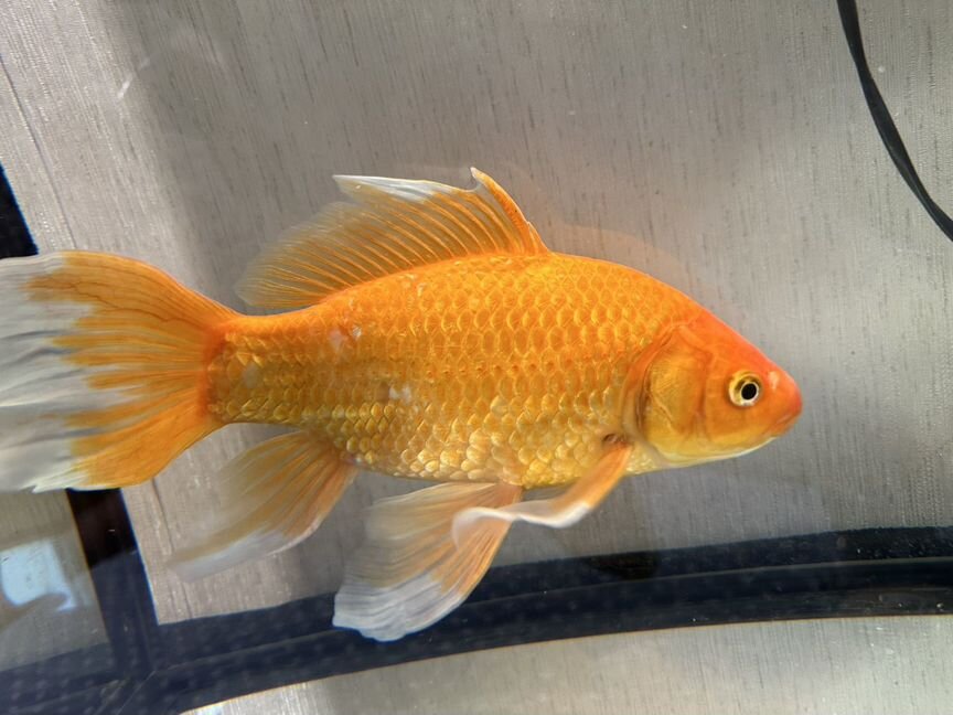 Золотая рыба, Кои, Комета