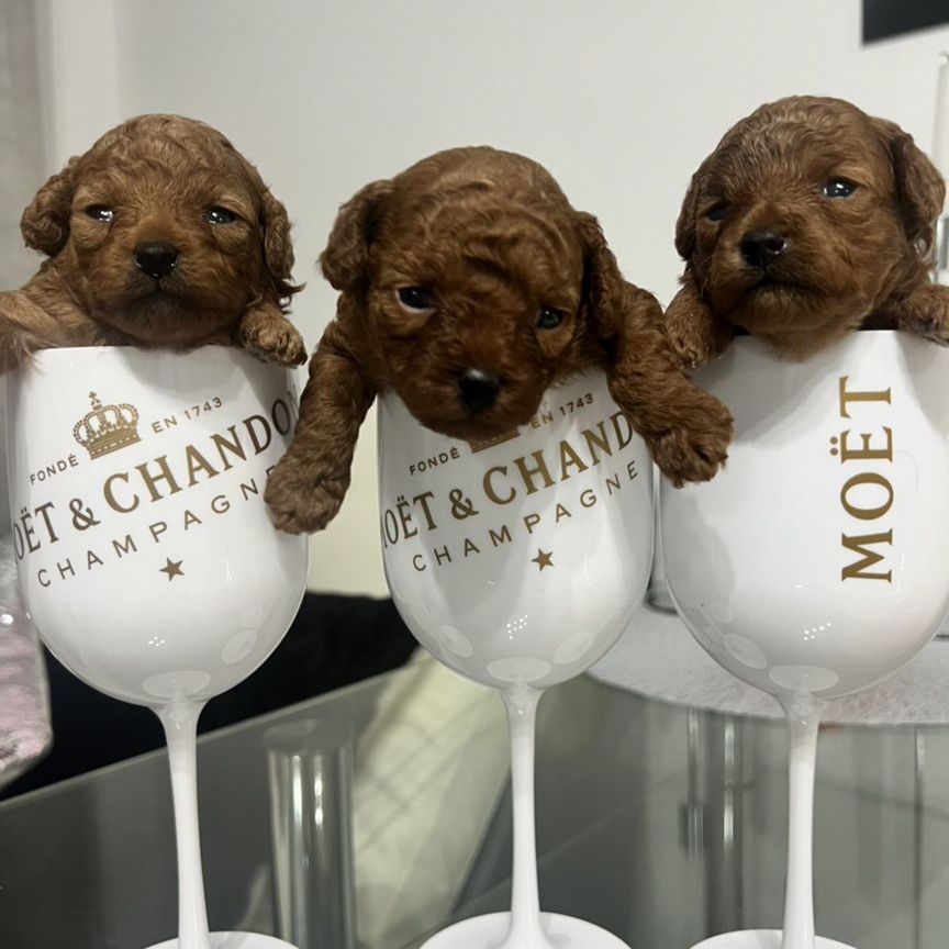 Той-пудель щенки девочки