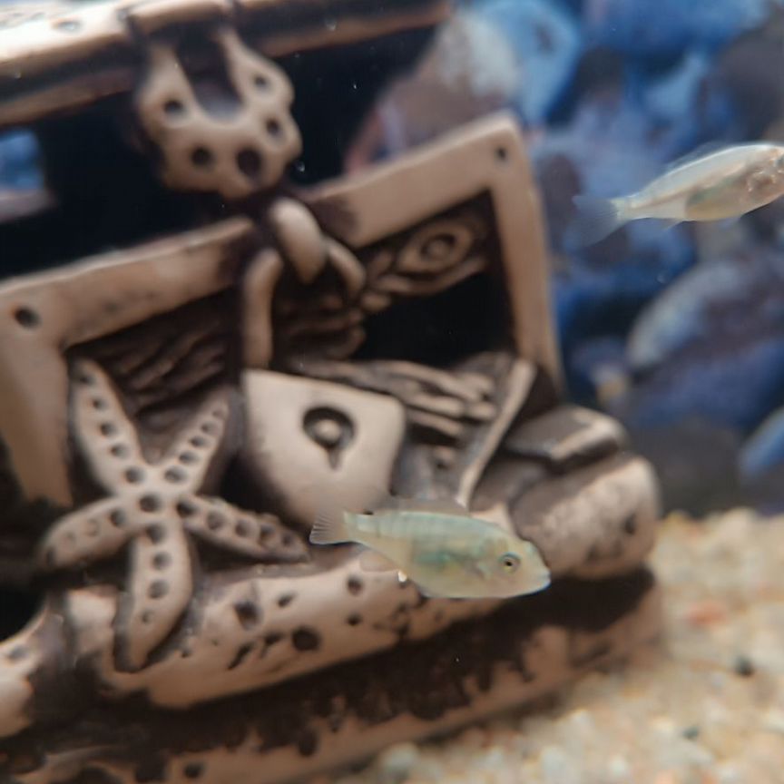 Тиляпия малек