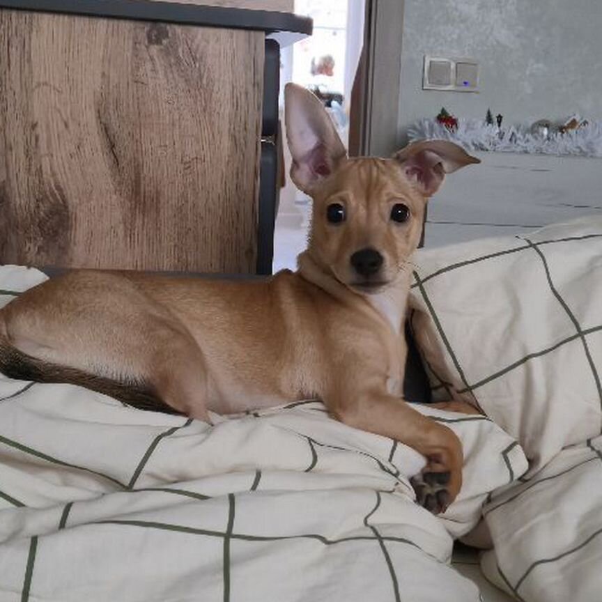 Русский той-терьер, щенок