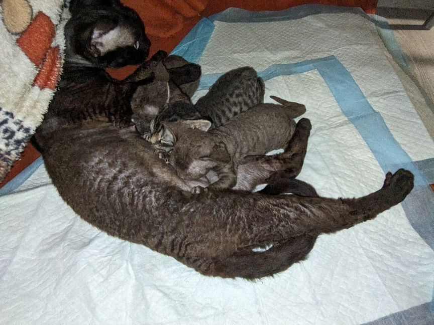Котята девон-рекс