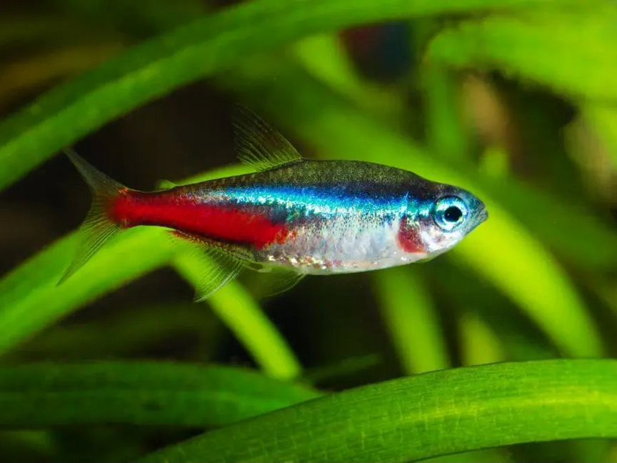 Аквариумные рыбки