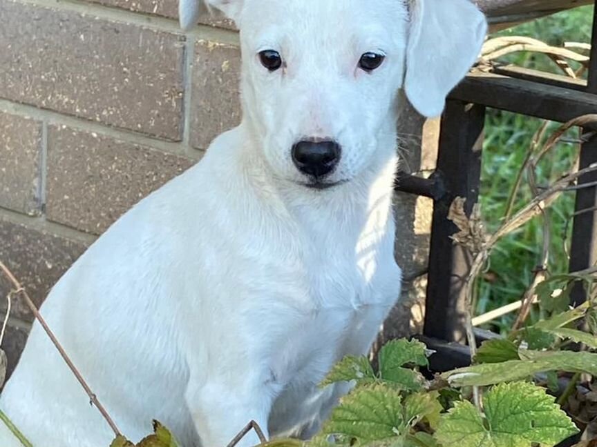 Щеночки Зита и Гита