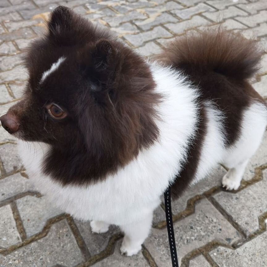 Немецкий шпиц, взрослый пёс