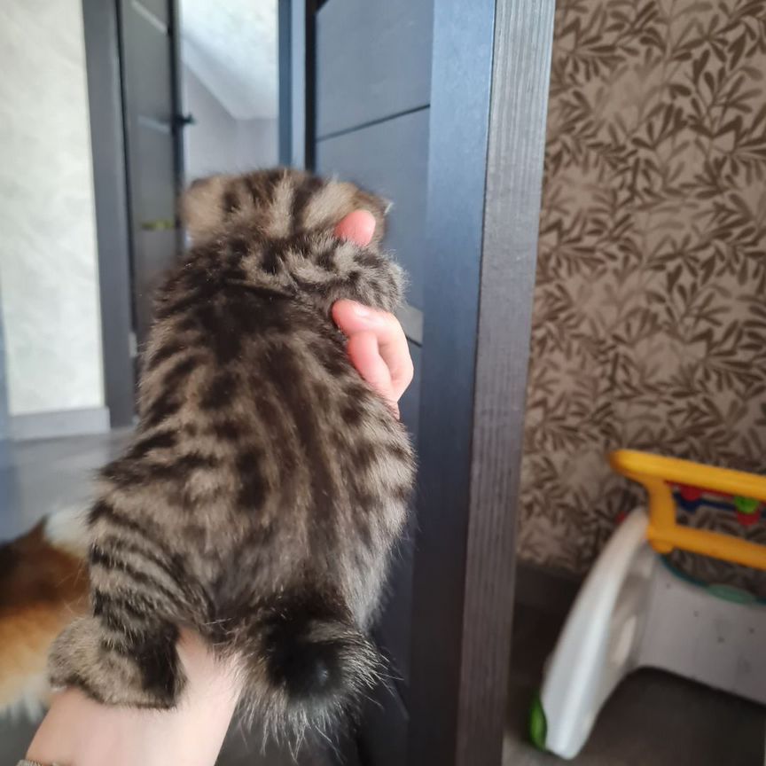 Курильский бобтейл