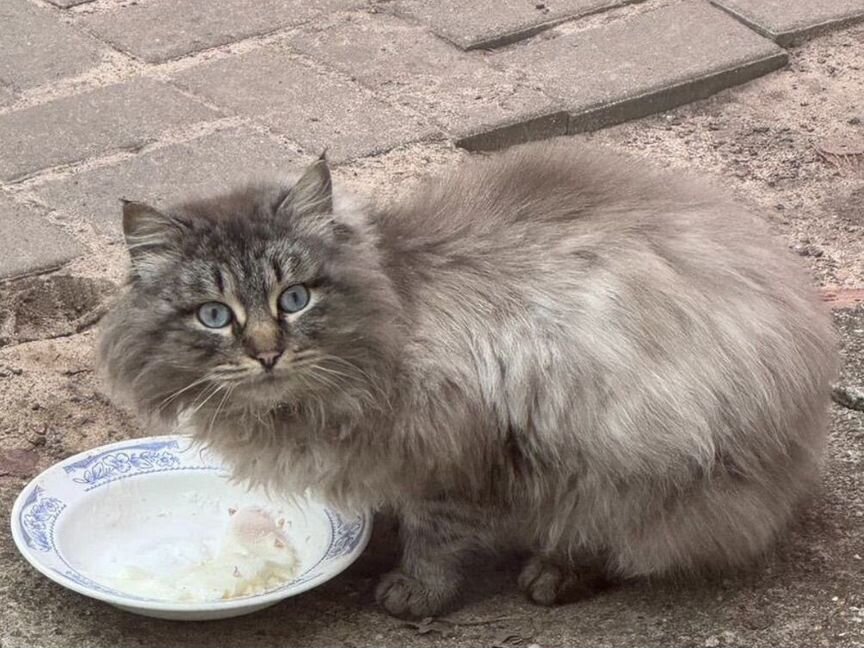 Сибирский кот