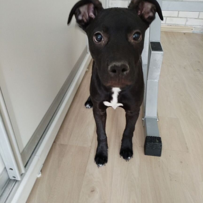 Отдам в добрые руки