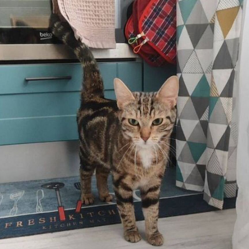 Взрослая, кошка в добрые руки