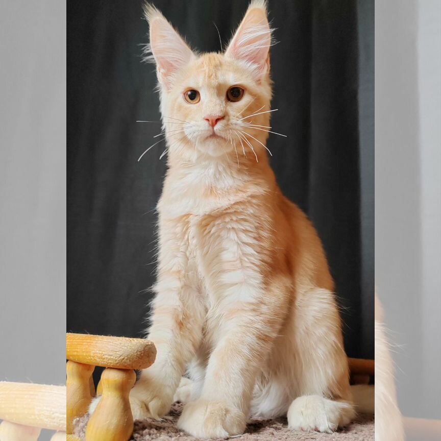 Котик красный на серебре