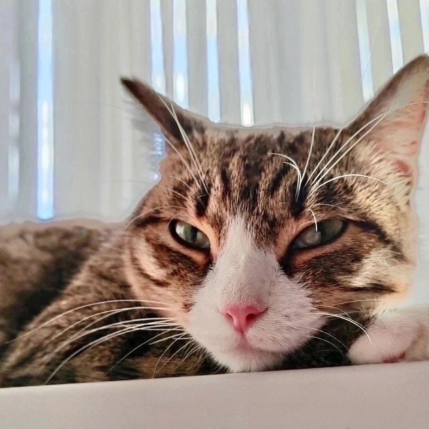 Взрослая, Девочка кошка в добрые руки